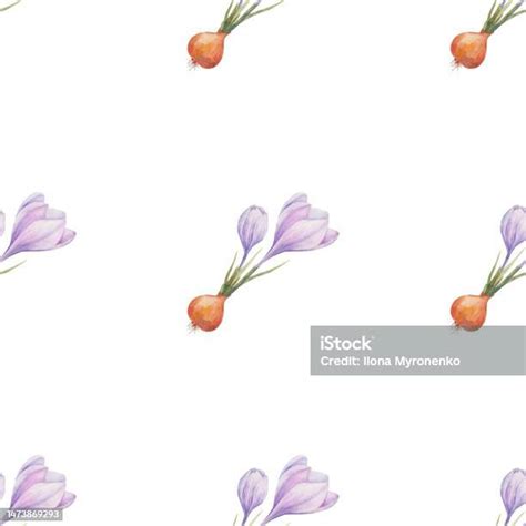 크로커스 패턴 사프란 밭 보라색 크로커스가 있는 매끄러운 패턴 투명한 배경에 매끄러운 패턴 배경 그림입니다 배경 줄 바꿈 0명에 대한 스톡 벡터 아트 및 기타 이미지