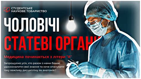 Анатомія чоловічих статевих органів Чоловіча промежена межі пошарова