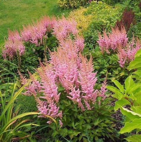 Астильба Глория Пурпуреа (Astilbe arendsii Gloria Purpurea)