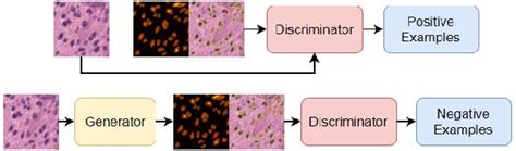 figure 1 from nuclei instance segmentation with dual contour enhanced