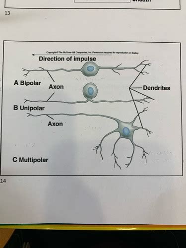 Nervous System Flashcards Quizlet