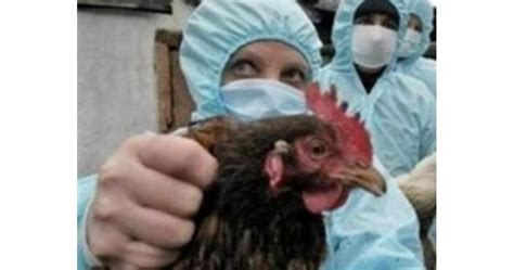 Следете за симптомите на птичи грип по домашните птици Български Фермер