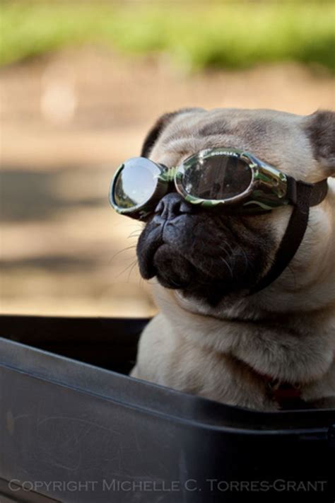 1769 Best The Pug Bug Images On Pinterest