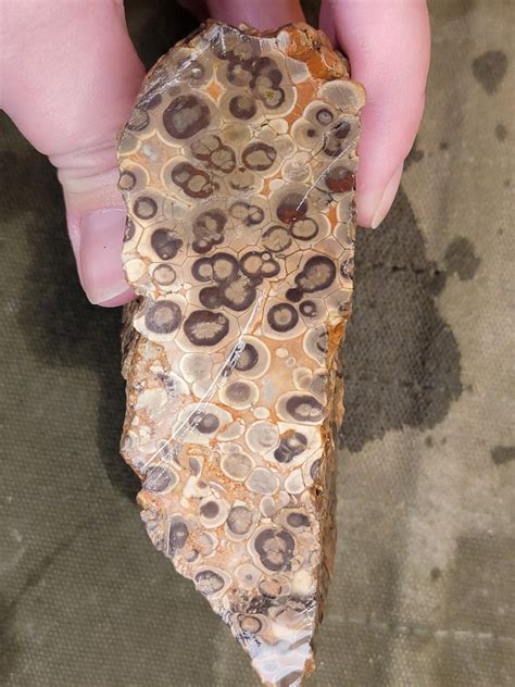 Oolite Faced Rough Rock Oolitic Jasper Etsy