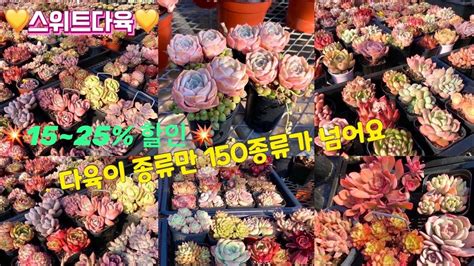 ️마감 ️ 2월 14일 🎁발렌타인데이🥰나에게 주는 선물🎁 종류가 너무 많아서 입도 오타🤣 이쁘게 봐주세요 스위트다육 다육 다육이 다육식물 할인 Succulent