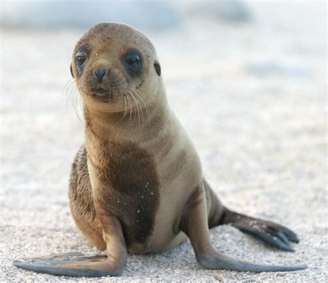 Bestandsea Lion Pup Wikipedia