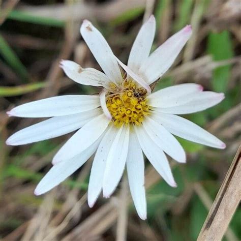 Noticastrum Macrocephalum Plant Care And How To Grow Water