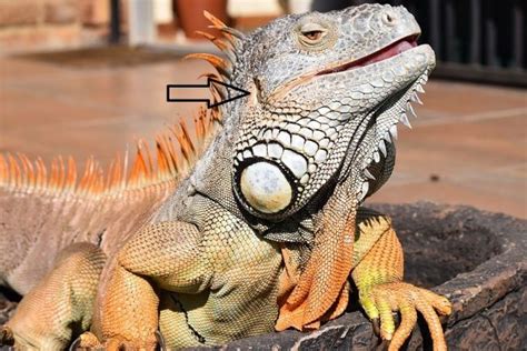 Iguana External Body Parts And Features Explained