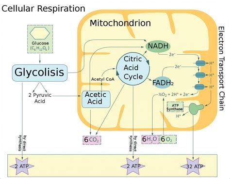 Mitochondria: structure, aerobic respiration and mitochondrial disease