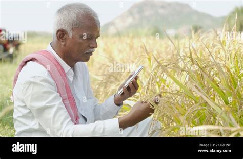 Paddy Pests Stock Videos And Footage Hd And 4k Video Clips Alamy