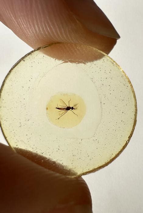 Oldest Mosquito Fossil Shows Males Were Once Bloodsuckers Too Oldest Mosquito Fossil Shows Males Were Once Bloodsuckers Too