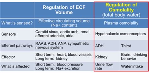 Lecture 4 3 Regulation Of Fluid E Osmo And Adh Flashcards Quizlet