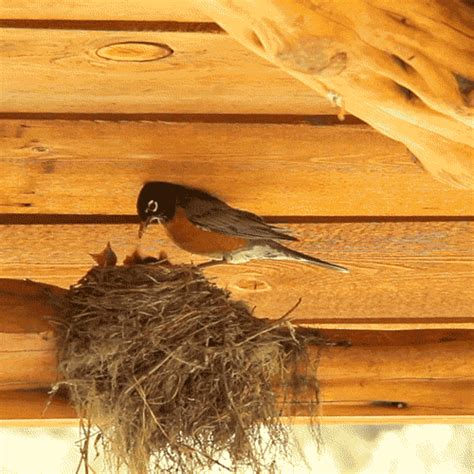 Bird Building Nest  At Blair Martin Blog