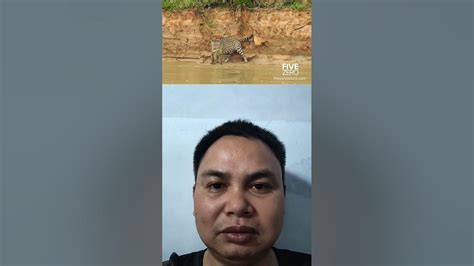 African Leopard Vs Python Leopard Wildlife Wildanimals Cheetah Youtube