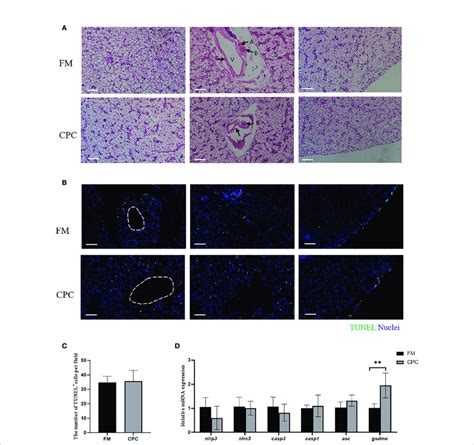 Largemouth Bass Liver Structure Along With The Programmed Cell Death