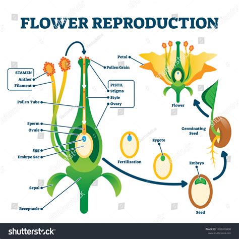 Flower Ovule