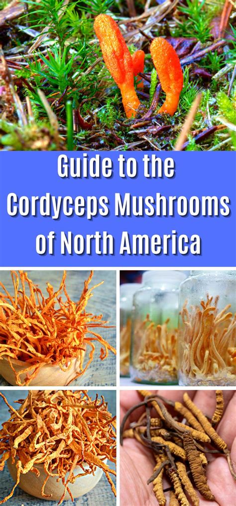 Guide To The Cordyceps Mushrooms Of North America Mushroom Appreciation