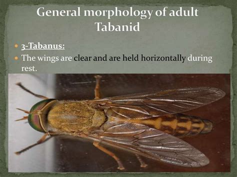 Tabanidae Species Tabanus Pptx