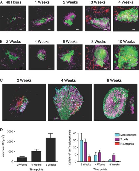 Imaging And Quantifying The Leukocyte Recruitment To Mesenteric Ovarian Download Scientific