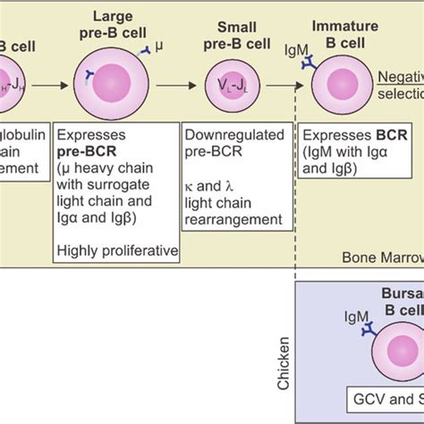 Main Functions Of Irf4 During Murine B Cell Development Hsc Download Scientific Diagram