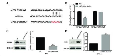 Nipbl Was A Direct Target Of Mir 99b A Binding Sites Of Mir 99b In