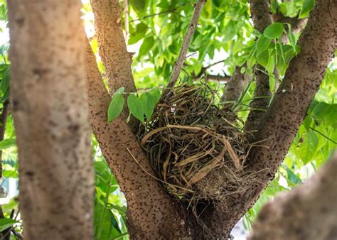 Uk Bird Nesting Season Species Laws And Tips For Dealing With Nesting Birds Huck Huck