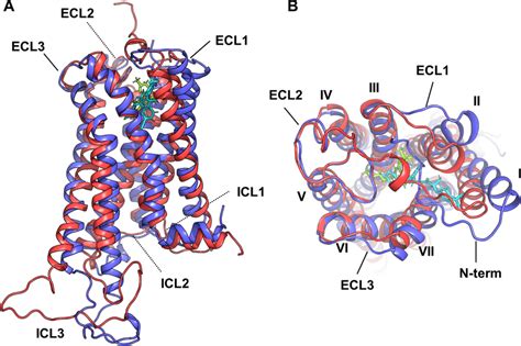 Overall Structures Of Cb1 Receptors Structure Of Cb1 A In Side View