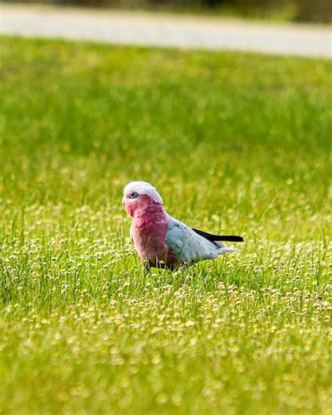Premium Photo Bird On Grass