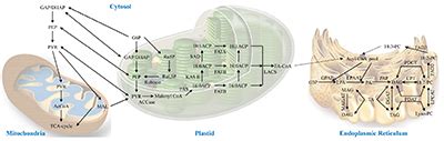 Crop Lipid Associated Information Resource
