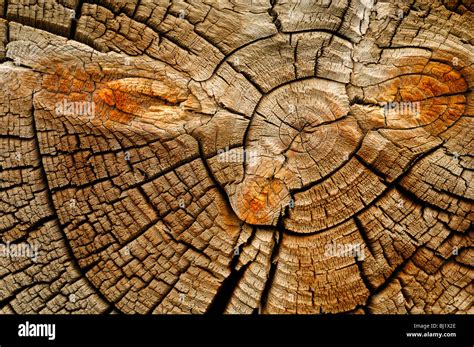 Close Up Of A Log Part Of The Exterior Of A Log Cabin At South Pass