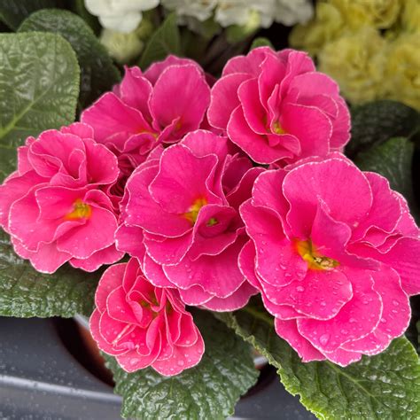 Primula Acaulis Princess Double Primroses In Assorted Colours