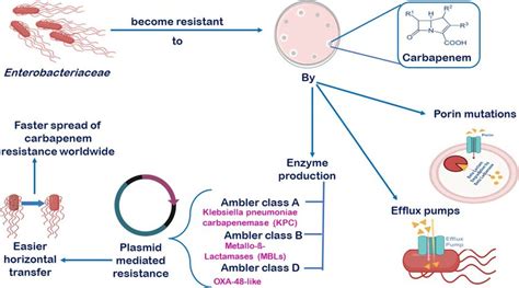 The Figure Shows The Classification Of Carbapenem Resistance Download Scientific Diagram