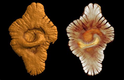 Earliest Multicellular Organisms