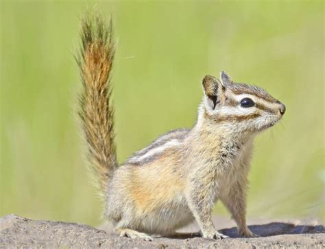 20 Types Of Chipmunks Species Identification And Photos