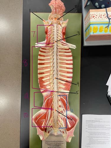 Spinal Cord And Spinal Nerves Flashcards Quizlet