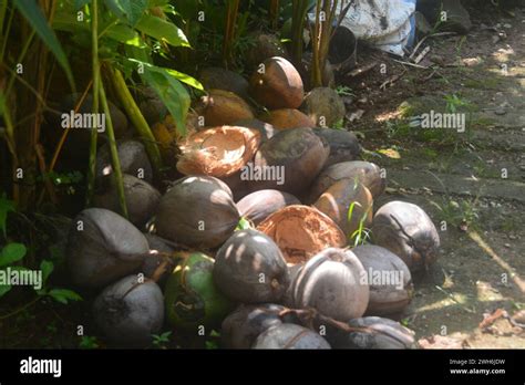 Scene The Coconut Tree Bears A Lot Of Fruit And The Tree Is Tall In Indonesia Coconut Trees