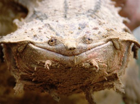 Матамата черепаха | ANIMAL LIBRARY