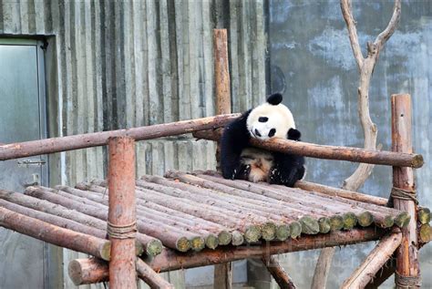 The Chengdu Giant Panda Sanctuary In Sichuan Travel Ur China