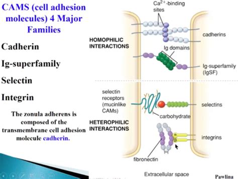 Cell Junctions And ECM Flashcards Quizlet