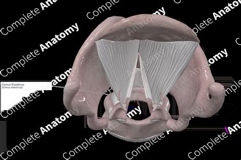 Conus Elasticus Complete Anatomy