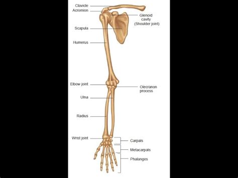 Learn Skeleton Anatomy Appendicular Skeleton Axial Skeleton Labeling