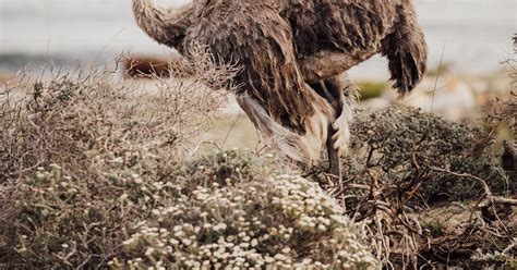 바위 위에 서있는 새 사진 Unsplash의 타조 이미지