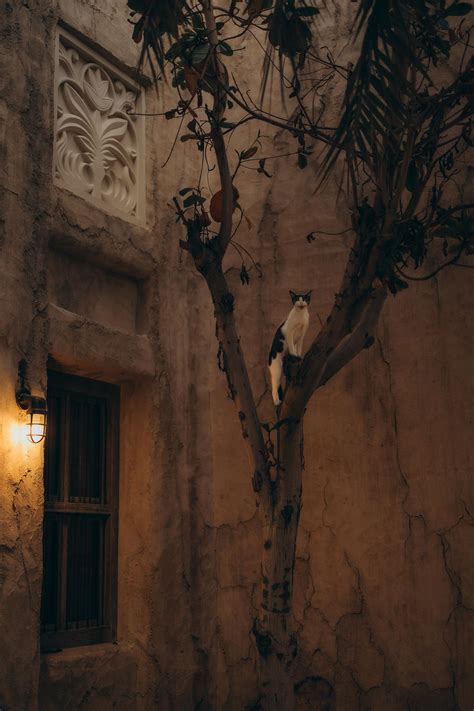 Windows Cat Wallpaper Photos Download The Best Free Windows Cat