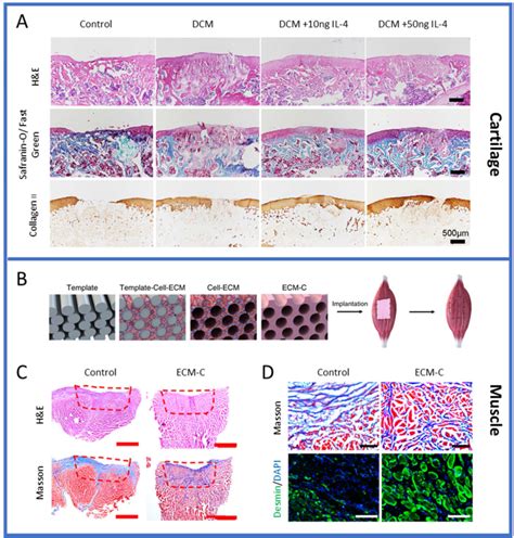 Decellularized Extracellular Matrix Biomaterials For Regenerative Therapies Advances