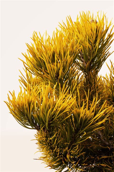 Comprar Pinus Mugo Ophir Pino Enano Online April Plants Aprilplants
