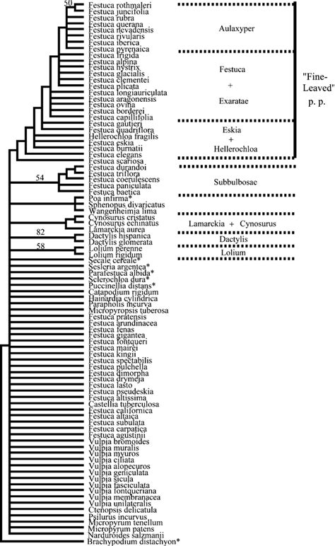 Morphological Data Set Strict Consensus Of 453300 Most Parsimonious