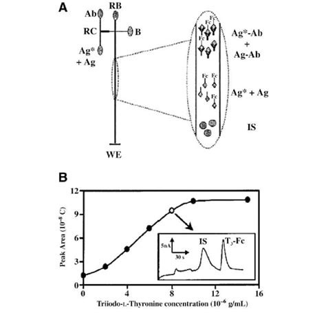 Competitive Electrochemical Immunoassay Using Microchip Ceec With An