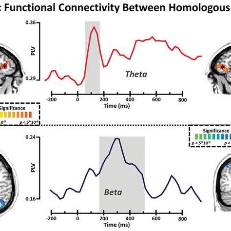 Magnetoencephalography Meg Techniques A Ctf Meg Meg International Download Scientific