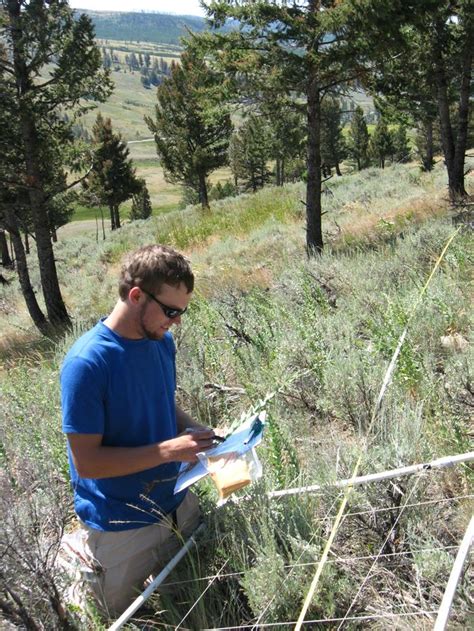 Dalmatian Toadflax Weed And Invasive Plant Ecology And Management Group Montana State University