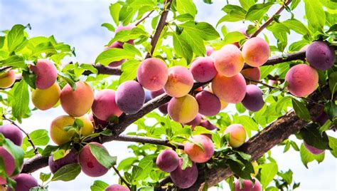 Árbol Ciruelo Cómo Saber Cuándo Sus Frutos Están Listos Para Ser